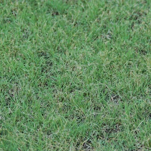 Texoka Buffalograss Douglass King Seeds